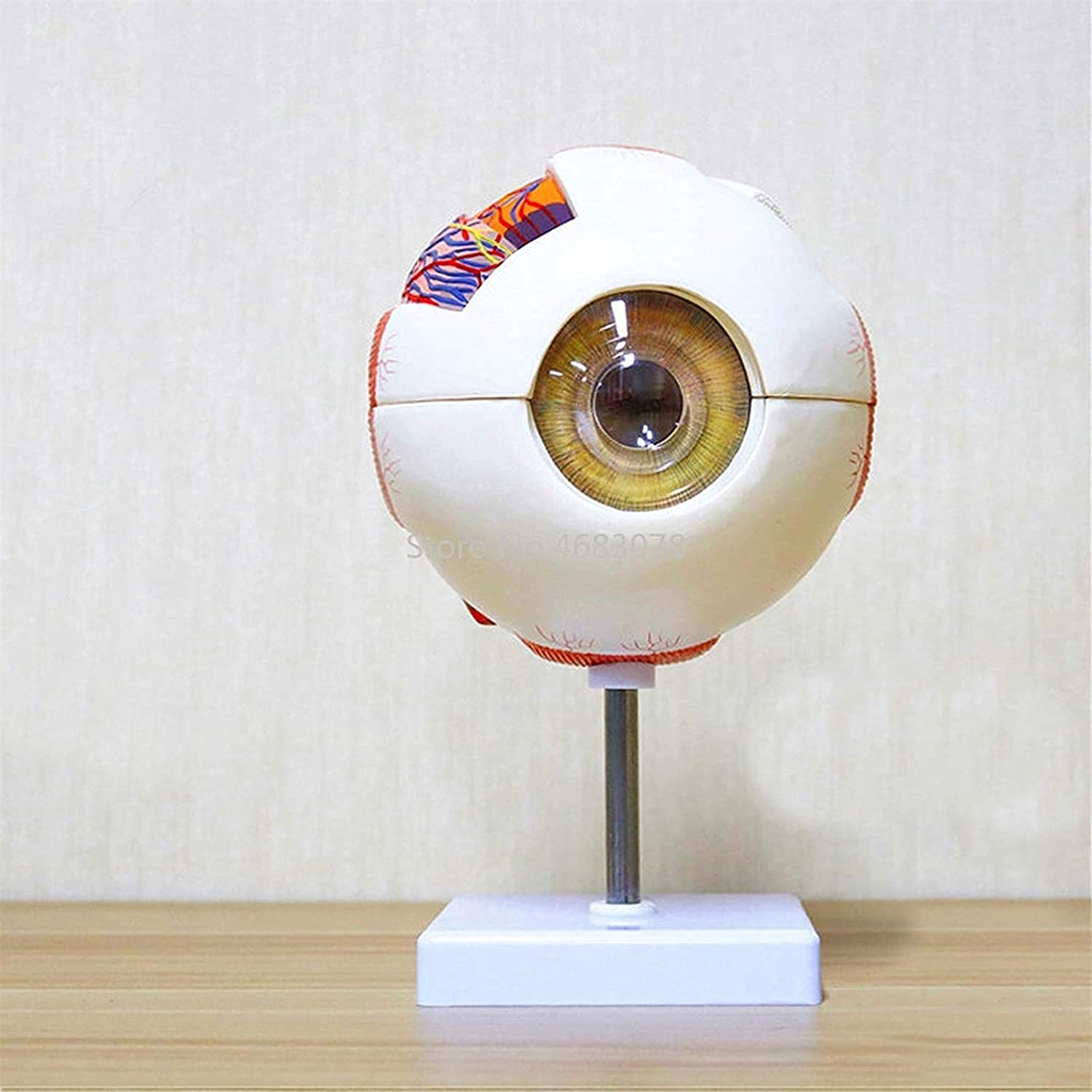 Buy Anatomy Model Human Body 6X Human Eye Anatomy Model, ENT ...