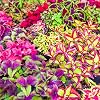 Amazon.com: 500 Pcs Giant Exhibition Complete Mix Coleus Seeds Non-GMO ...