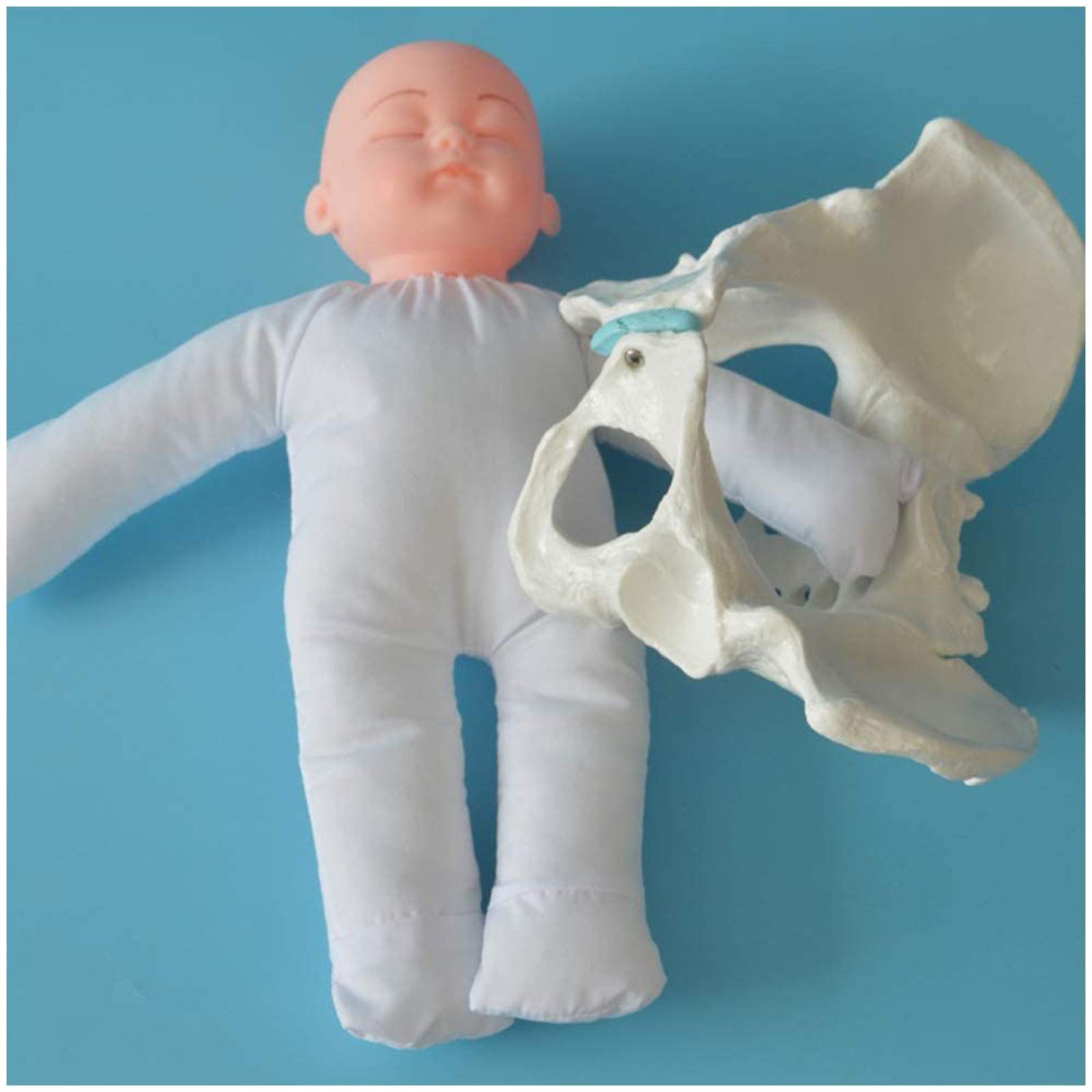 Female Pelvis Model Childbirth Demonstration Pelvic Model Birth ...