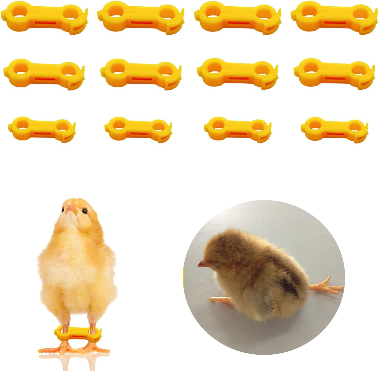Amazon.com : 12Psc Baby Chick Splay Leg Hobble Brace, Baby Chick Leg ...