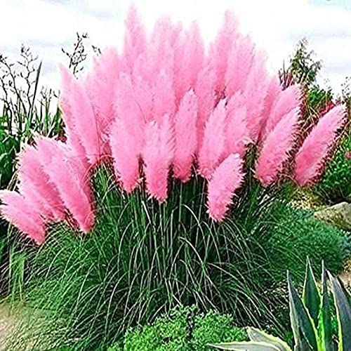 The 29 Best Pampas Grass Seeds of 2026 [Verified] - Cherry Picks