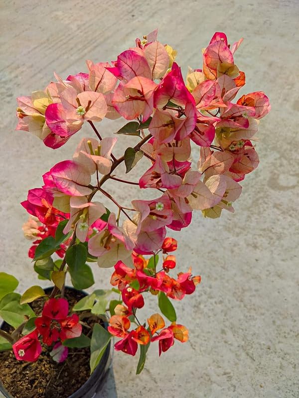 Bougain villa thai variety flower plant Pack of 1 : Amazon.in: Garden ...