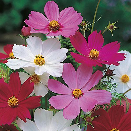 M-Tech Gardens Rare Hybrid Cosmos " Sensation Mixed " Exotic 30 Seeds ...