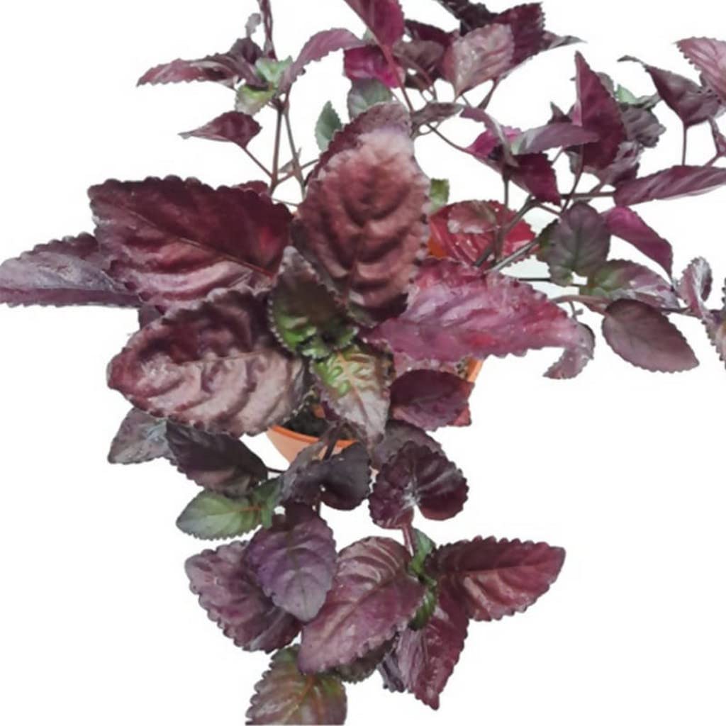 Buy Creative Farmer Murikootti (Hemigraphis Colorata) Red-Flame Ivy ...