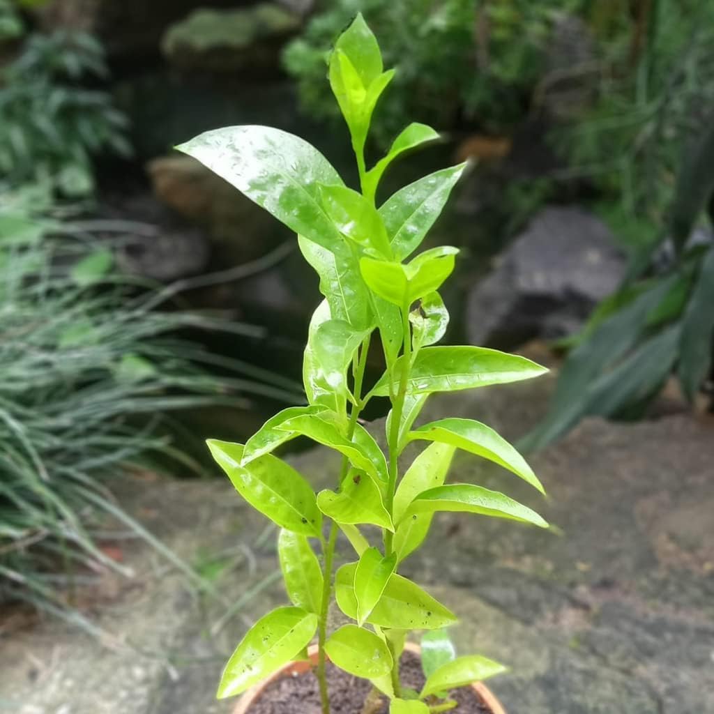 GREEN MAGICIAN Live Raat Ki Rani Raat Rani | Night Blooming Jasmine ...