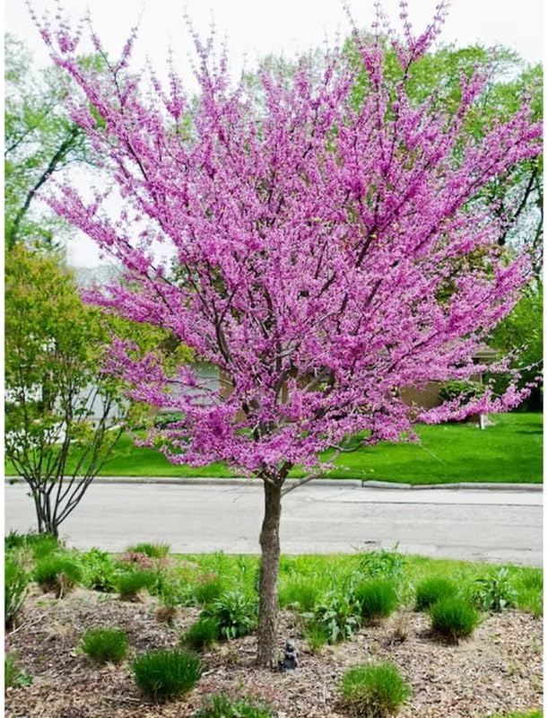Amazon.com : Dormant Redbud Plant Live Trees Outside, 2-3 Ft Redbud ...
