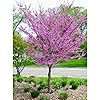 Amazon.com : Dormant Redbud Plant Live Trees Outside, 2-3 Ft Redbud ...