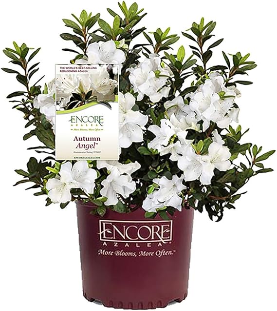 Amazon.com: Encore Azalea Autumn Angel Azalea 2 Gal, White Blooms ...