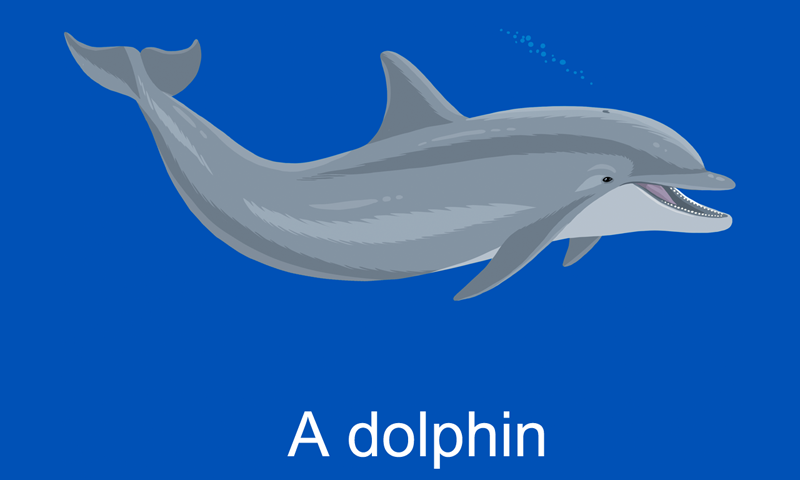 Sea Animals - App on the Amazon Appstore