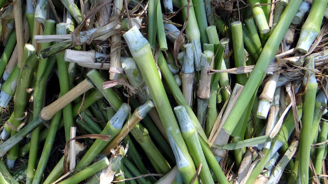 Hybrid super napier grass stick (35 pc) : Amazon.in: Garden & Outdoors