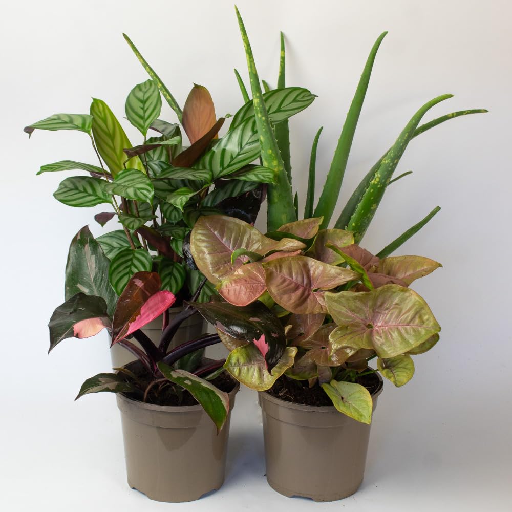 4 x House Plants – Indoor Plants Make Great Living Room Accessories ...
