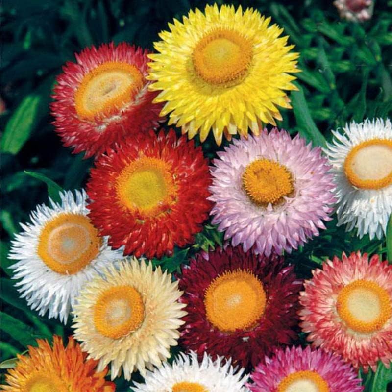 Amazon.com : KIRA SEEDS - Seeds Strawflower Dwarf Mix - Helihrizum - Annual Flowers for Planting ...