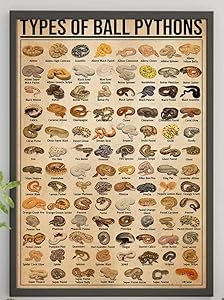 Amazon.com: Retro Metal Tin Sign 12 X 16 Inches Types of Ball Pythons ...