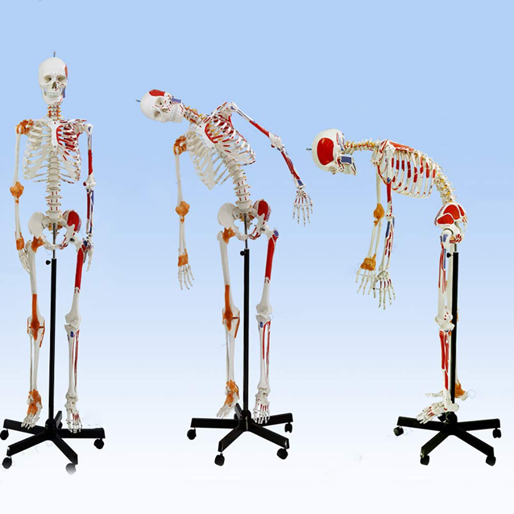 Buy Human Skeleton Model Anatomy Bundle - Life Size Skeletal System ...