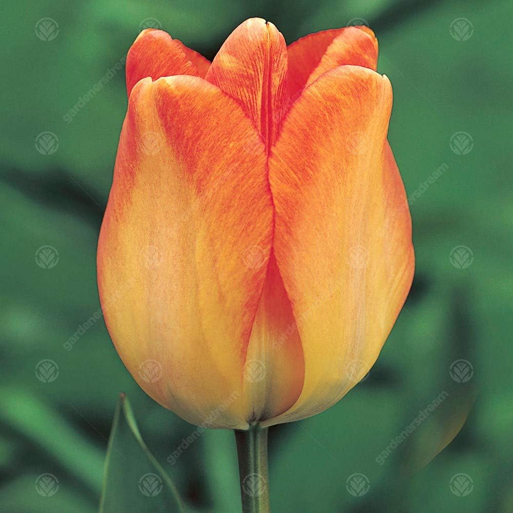 YouGarden 'Paradise Purple' Tulip Mix, Pack of 25 Bulbs, Early Spring ...