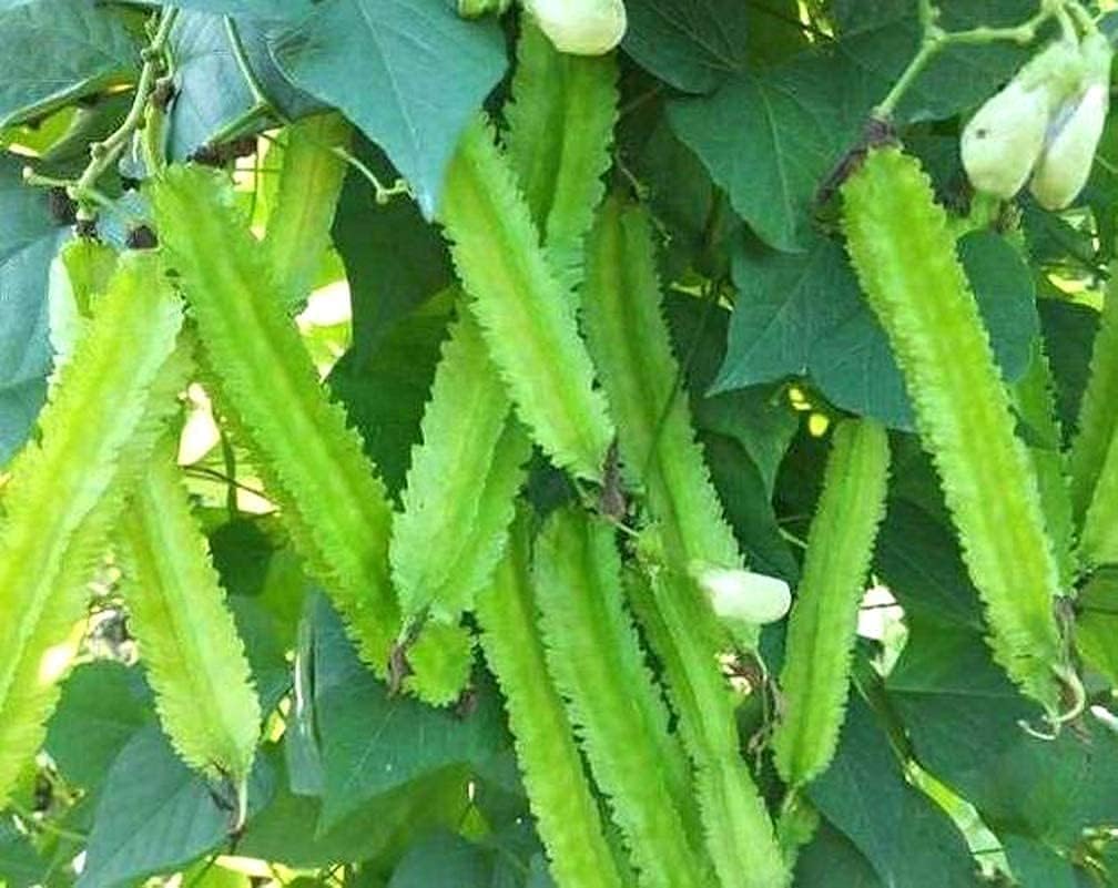 Amazon.com : MITRAEE Winged Bean Seeds Natural Green Psophocarpus ...