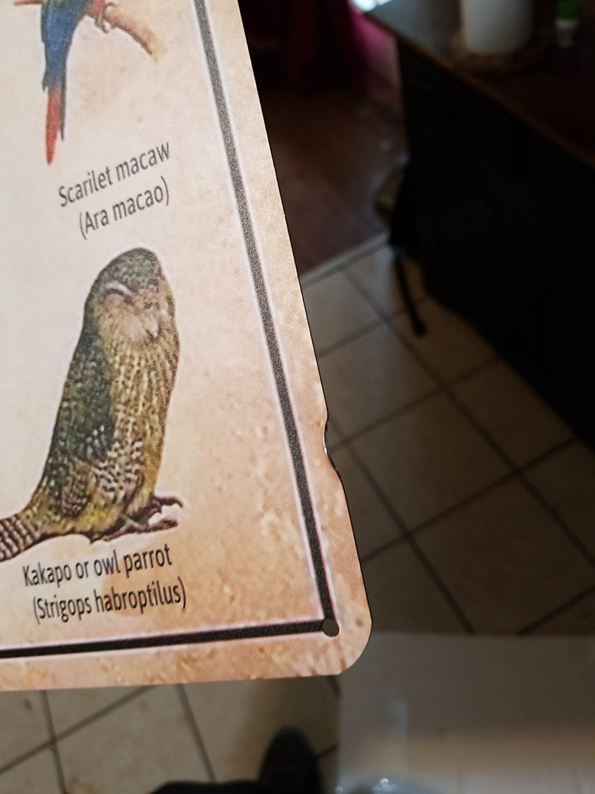 Amazon.com : Types Of Parrots Vintage Art Metal Tin Signs Parrots ...