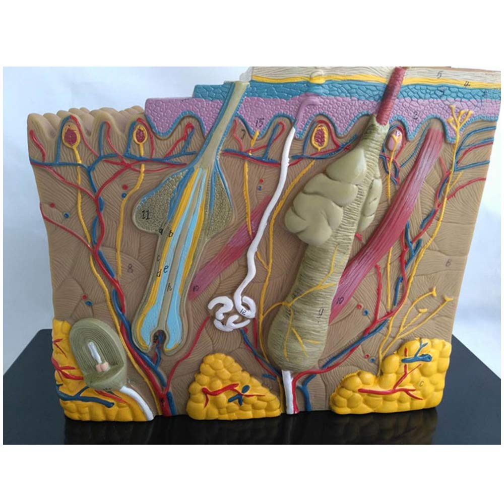 Buy FGVBC Skin Model - 50X d Anatomical Skin Model - Anatomy for ...