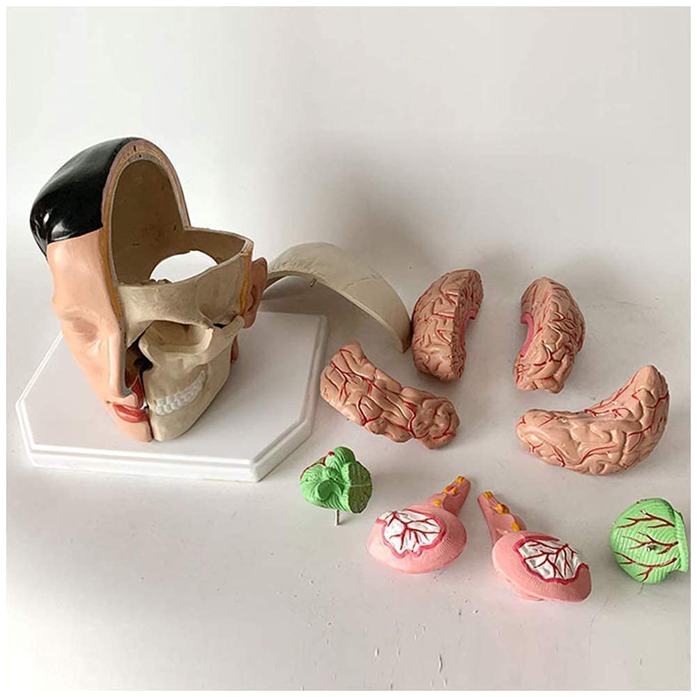 Buy Study Model Assembly Educational Model Brain Model Cranial Artery ...