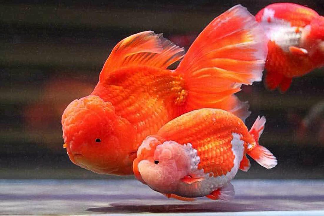 Lionhead Goldfish