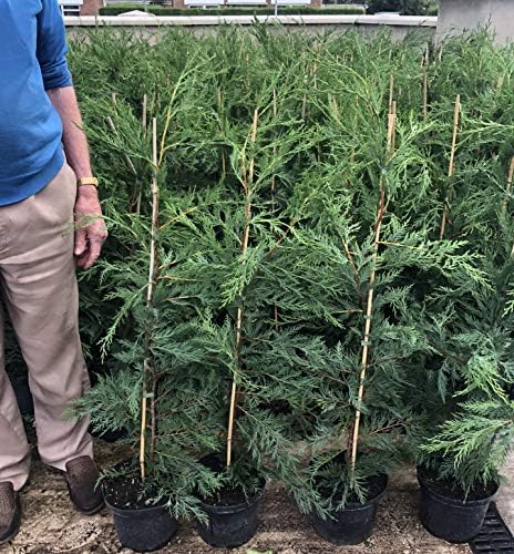 30 Green Leylandii Hedging Evergreen Conifer Plants Fast Growing Shrubs ...