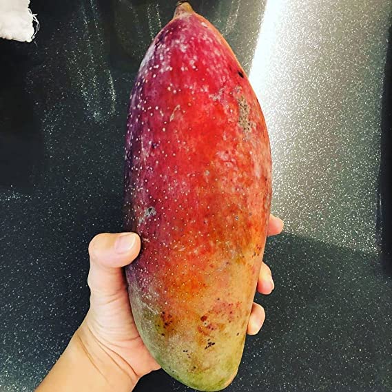 ShopCaart " Ivory Mango " Original Healthy Live Plant, Hybrid (Grafted ...