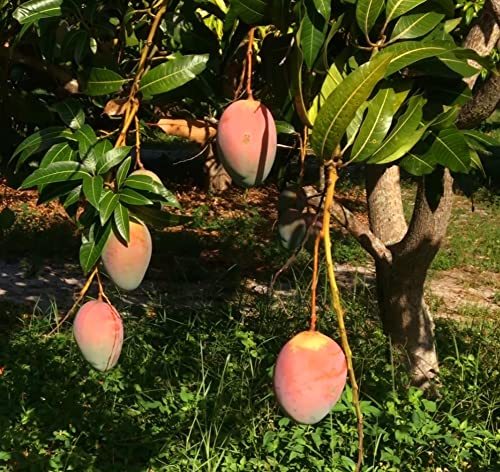 Nectar Garden Kitt / Keitt Mango Plant-Grafted Variant Plant. : Amazon ...