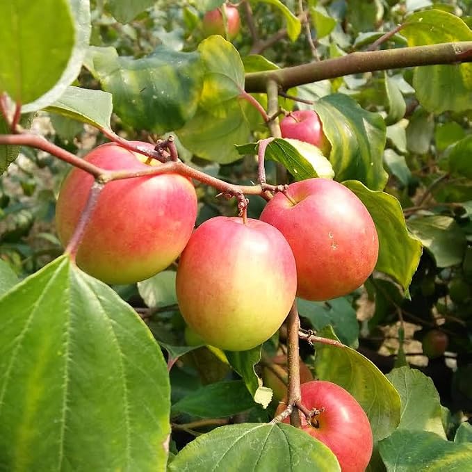 Green Horizon® MISS INDIA BHARAT SUNDARI APPLE BER, ZIZIPHUS MAURITIANA ...