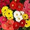 Amazon.com : Outsidepride Colorbloom Mix Gerbera Seeds - 20 Pcs ...