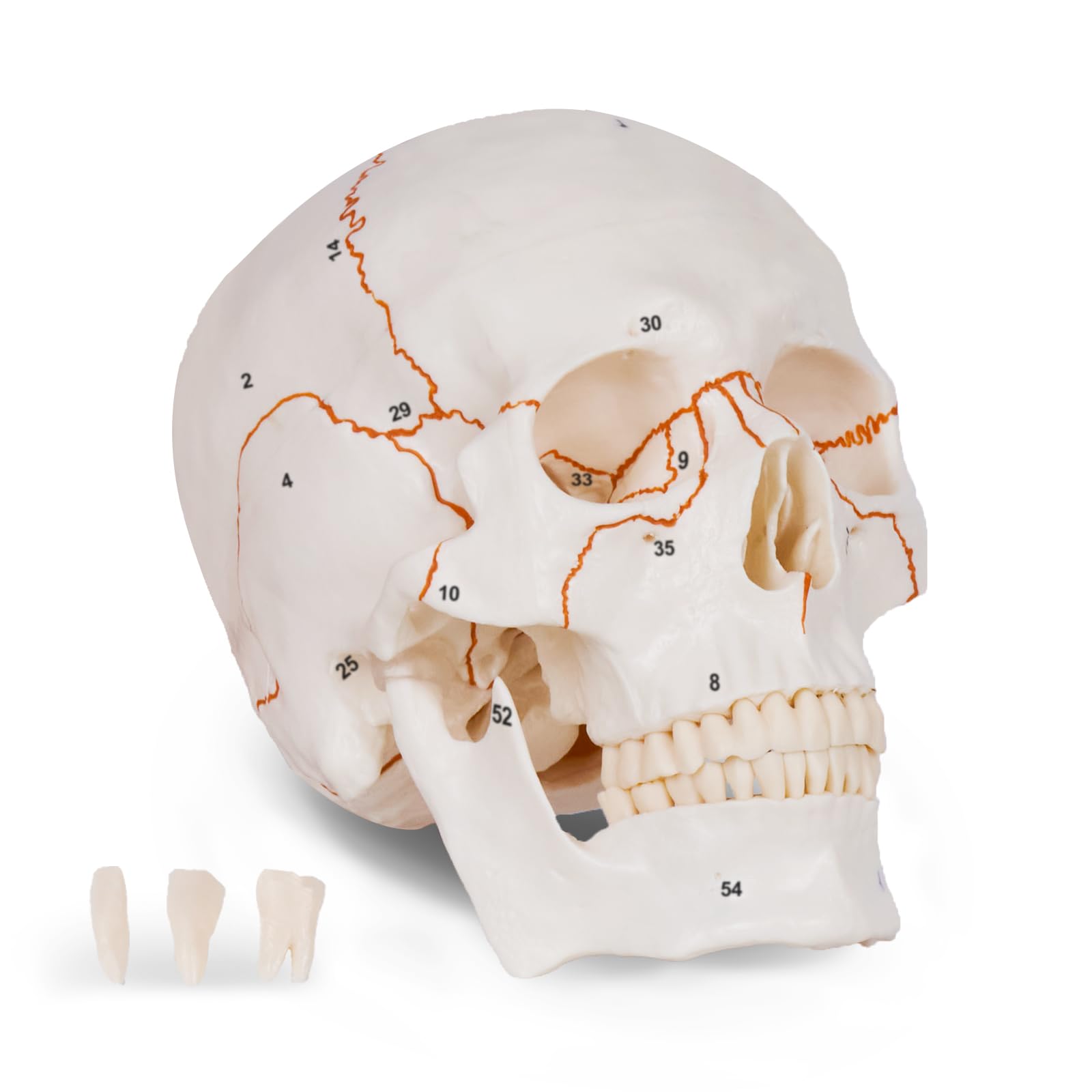 Breesky Life Size Anatomical Numbered Skull Model,Hand-Painted in Color ...