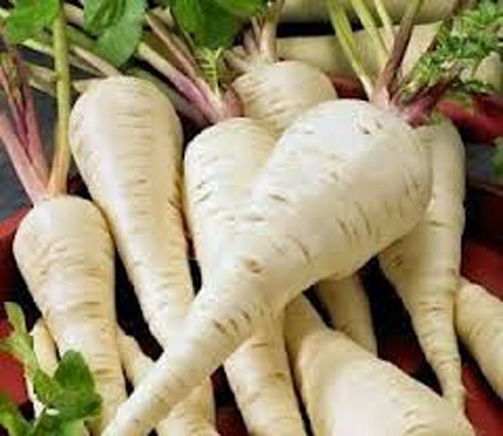 Amazon.com : Parsnip, Harris Model, Heirloom, Non GMO, 50+ Seeds ...