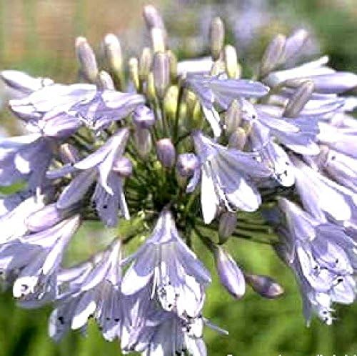 Amazon.com : Agapanthus Streamline (1 Large Bulb) African Blue Lily ...