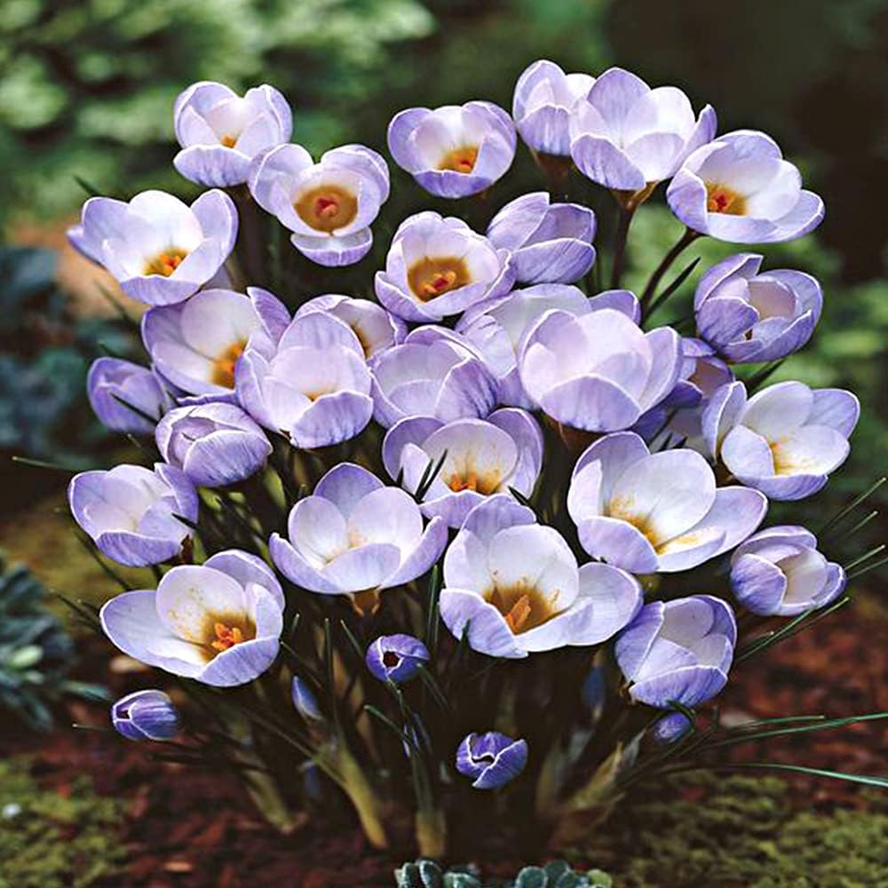 20 Crocus chrysanthus Blue Pearl Bulbs – Luminous Soft Blue Flowers ...