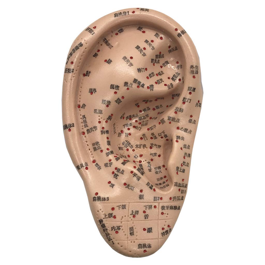 Buy FMOGE 16Cm Human Acupuncture Model - HD Lettering Chinese Medicine ...