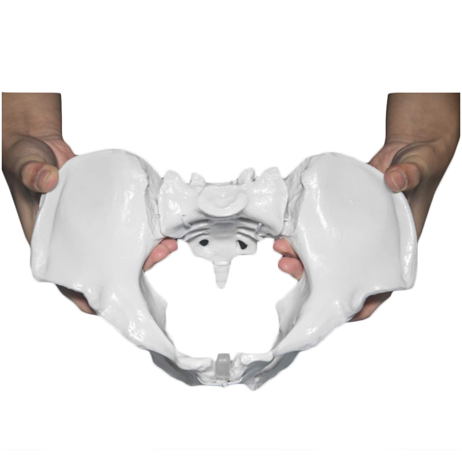 Pelvic Model Medicine Female Pelvic Skeleton Anatomical Model Pelvis ...