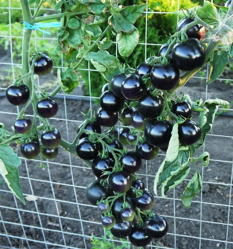 Amazon.com : FUN AND GROW SEEDS: Seeds Indigo Rose Cherry Tomato ...