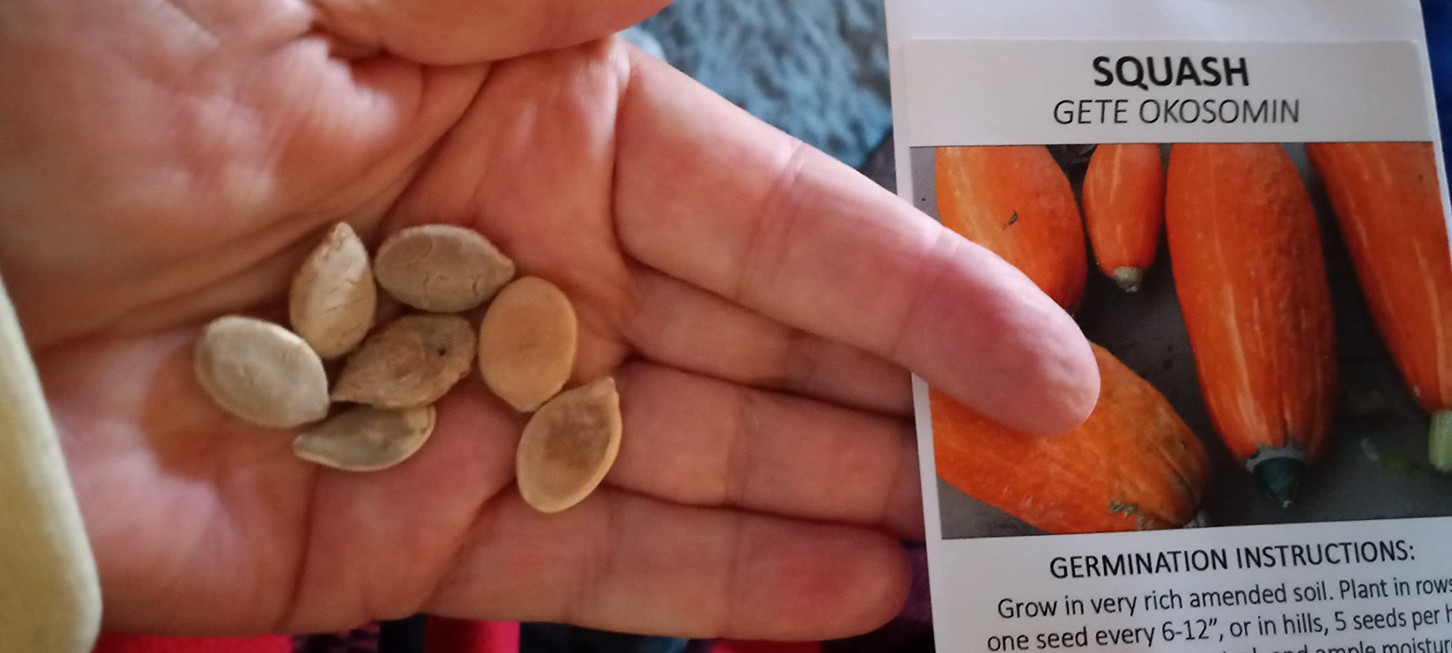 Amazon.com : Gete Okosomin Squash Seeds - Packet of 5 Seeds : Patio ...