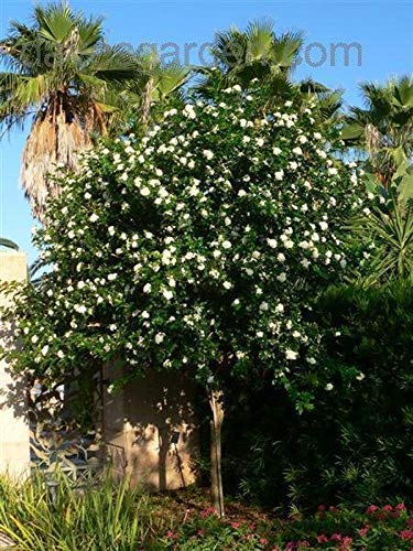 S Garden Tropical Flower Murraya Paniculata Orange jessamine Mara Mulla ...