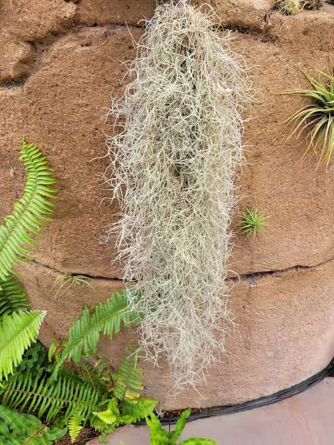 Amazon.com : 12oz Spanish Moss Live, Fresh Spanish Moss for Planting, 1 ...