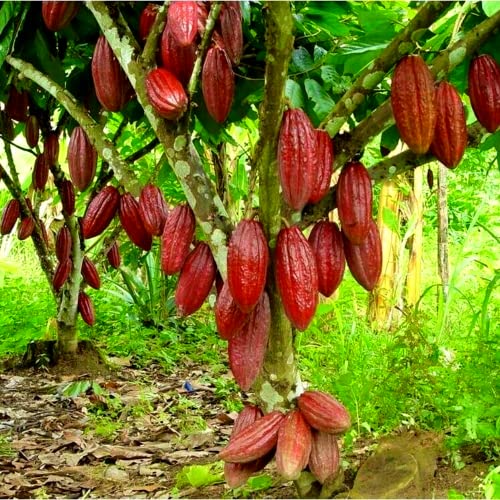 Cocoa tree - How to grow & care