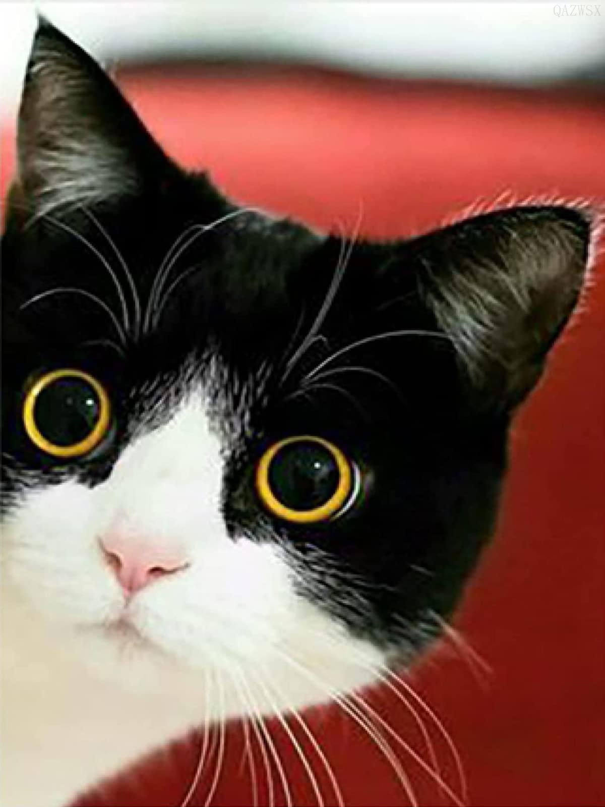 Amazon.com: QAZWSX Diamond Painting Kits for Adult, Diamond Art for Adults Black and White Pet ...