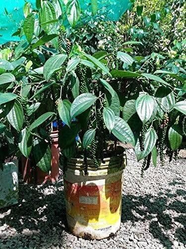Punarva Black Pepper Plant Redwingz Black Pepper/Gol Morich/Kali Mirch ...