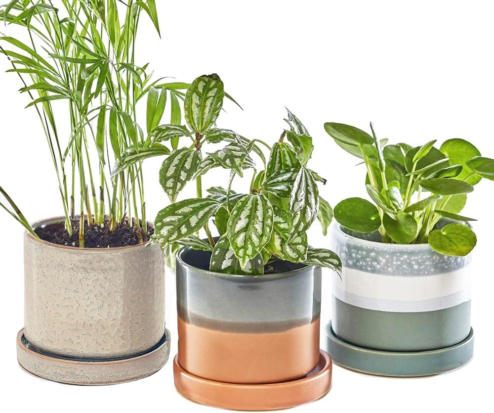 Amazon.com: Chez JuJu Assorted Nordic Cement Succulent Pots 3.5 ...