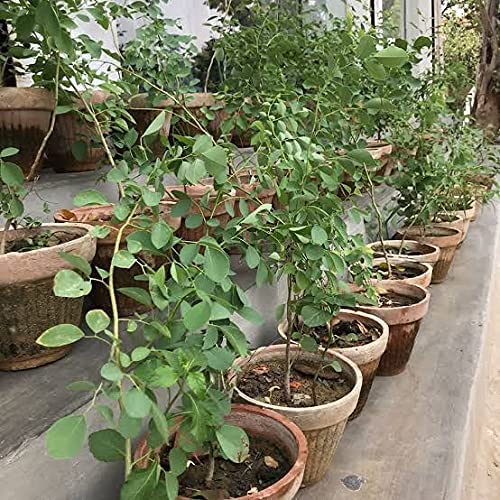 Vixenssell Live Dalbergia Sissoo Indian Rosewood Sisam Sheesham Plant ...