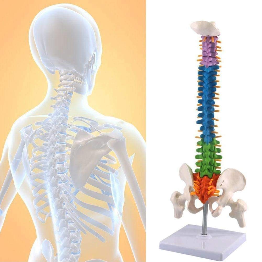 Buy Model Skeleton with Basin, Femur And Coccyx 45 Cm Model of The ...