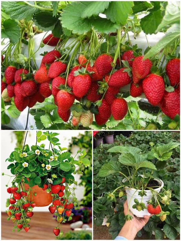 TAJ PLANT Live Red Gauntlet Strawberry Fruit Live Healthy Hybrid Live ...