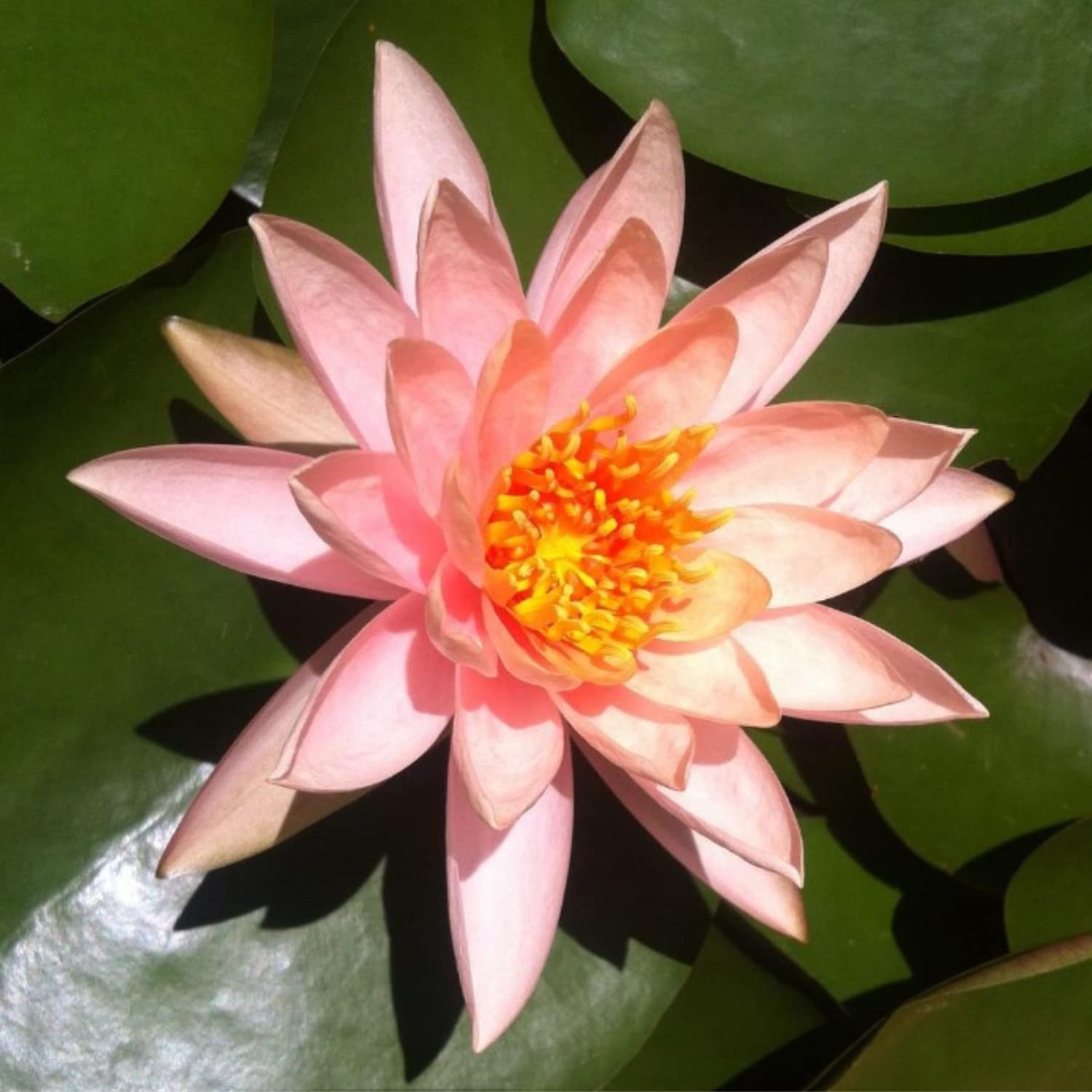 Amazon.com : Mainam Mixed Colorful Hardy Water Lily Tuber Live Aquarium ...