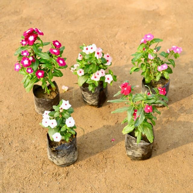 Mphmi Set Of 5 - Vinca Flower Periwinkle Flower Sadabahar Hybrid ...
