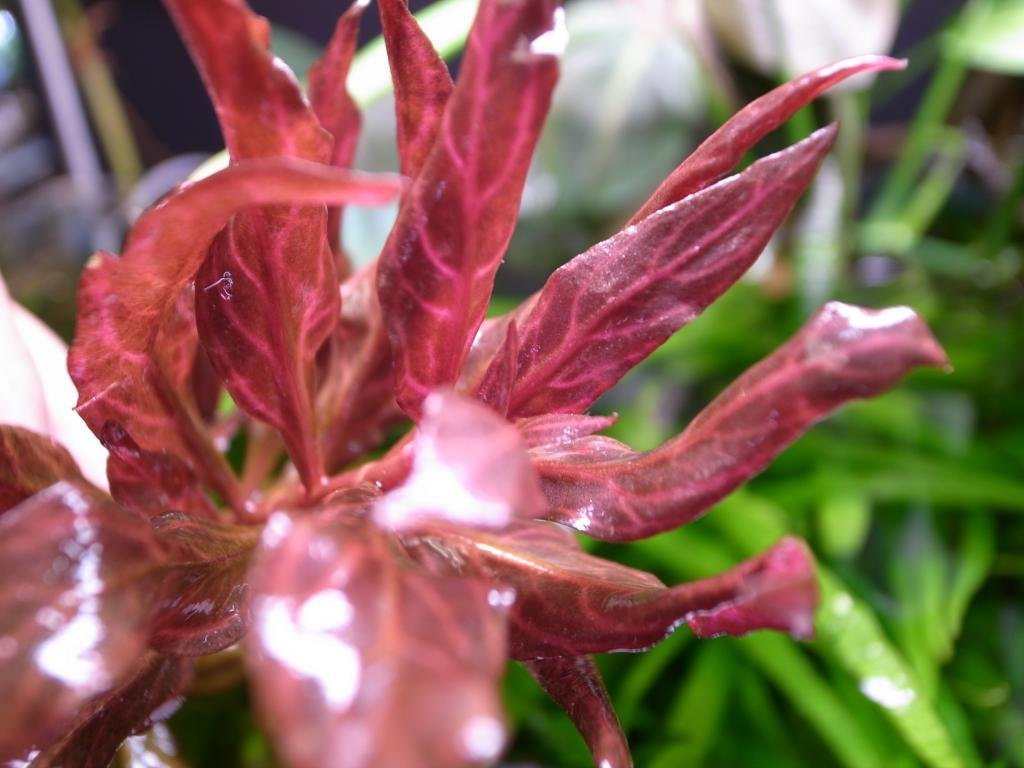 Telanthera Cardinalis - Alternanthera Reineckii 'Variegated' x1 bunch ...