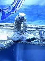 Nonlinear Dynamics and Chaos: With Applications to Physics, Biology ...